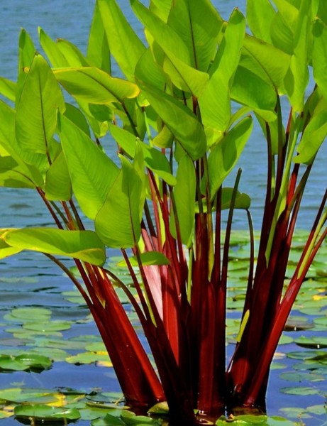 Thalia Red Stem | Teichpflanzen | Traumseerose - Onlineshop für ...